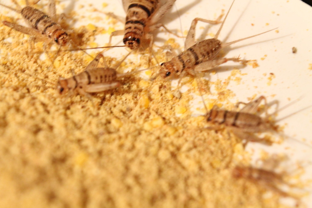 Harina de insectos ¡Beneficios y propiedades! 【2019】